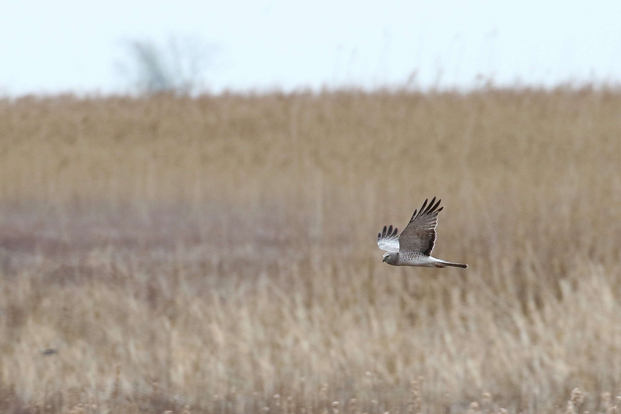 Spring at Long Point, Ontario. Part 4- …and the rest – PERDIX BIRDER