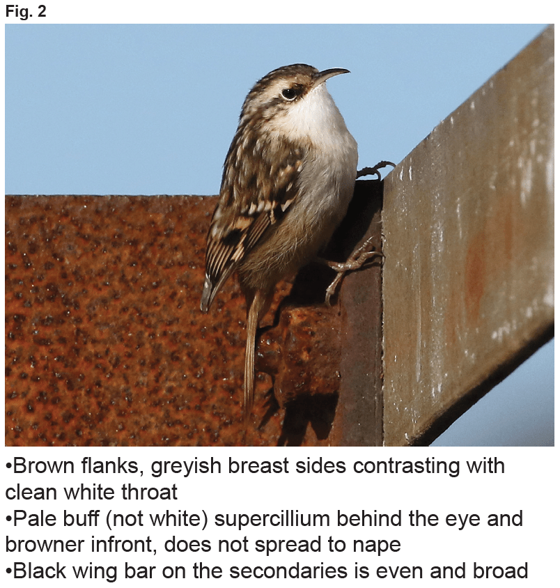 Short-toed Treecreeper Identification notes. – PERDIX BIRDER