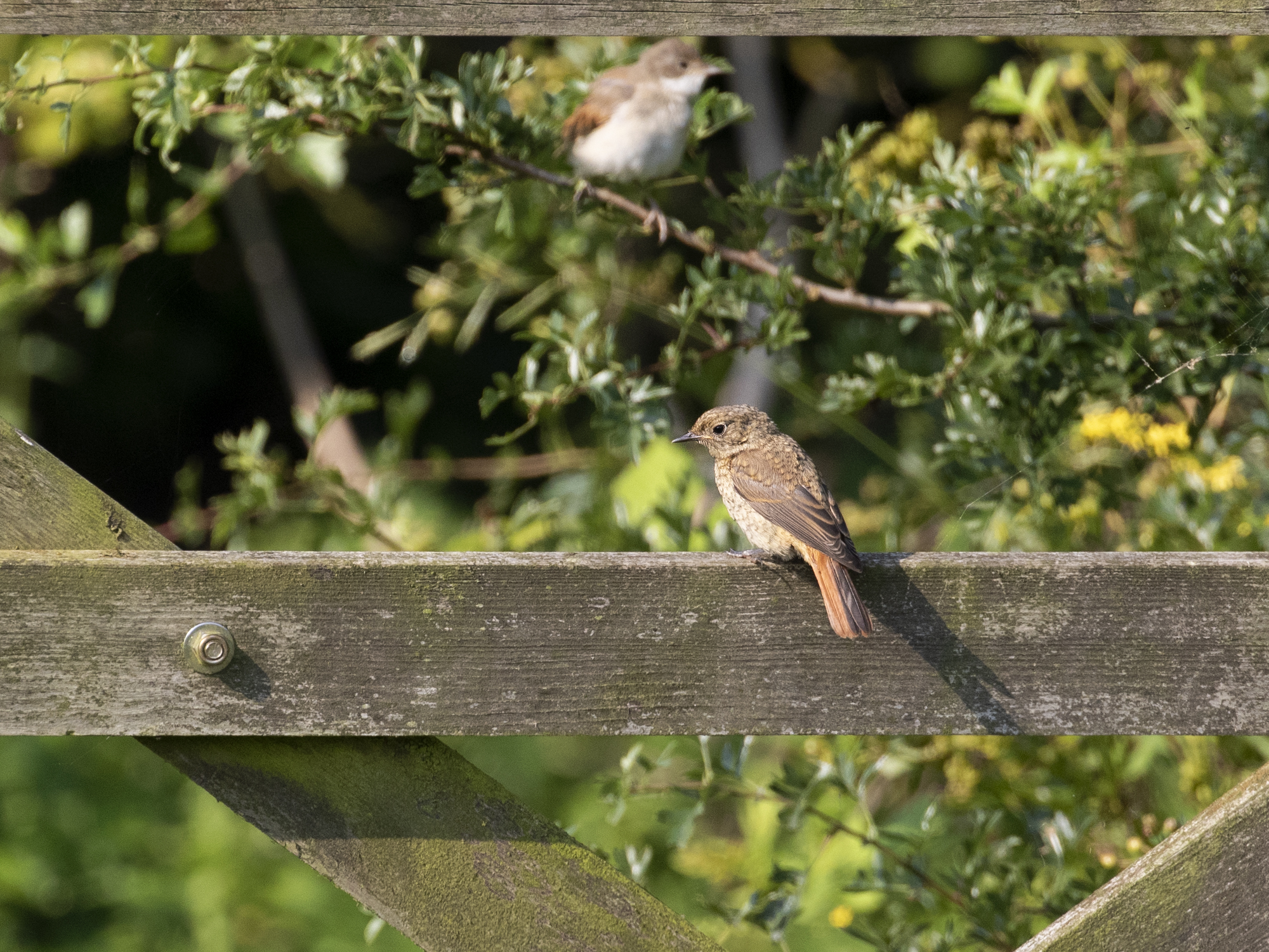 21/07/21 Juvenile Redstart – PERDIX BIRDER