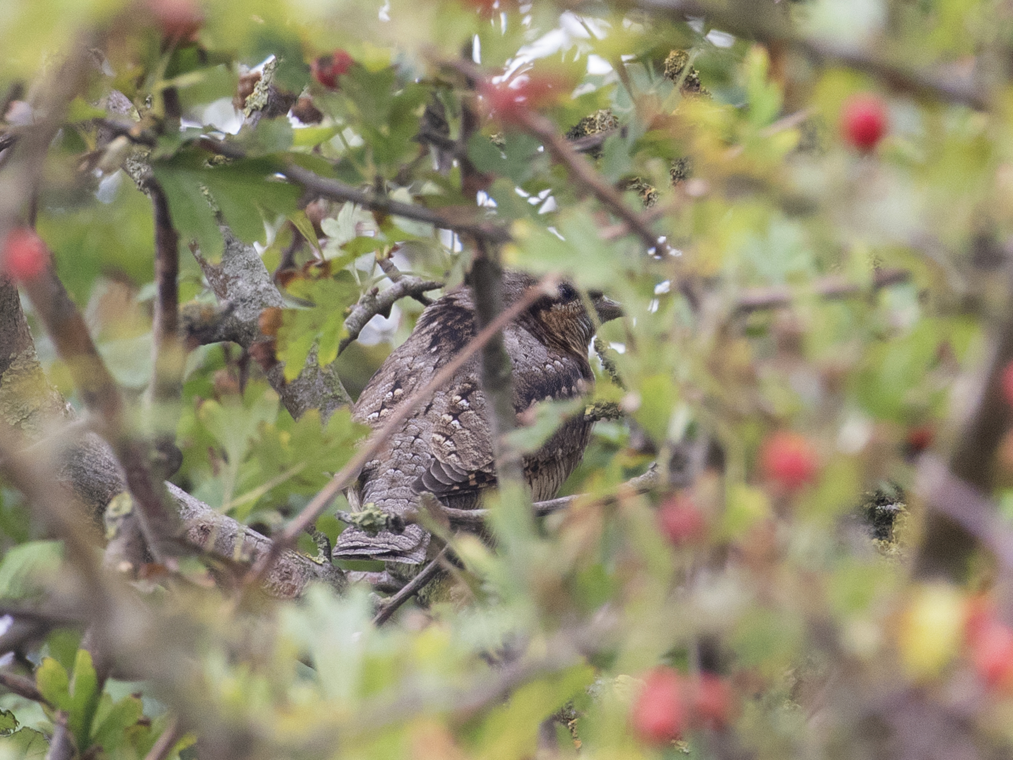 06/09/22 Another Wryneck + Hen Harrier – PERDIX BIRDER