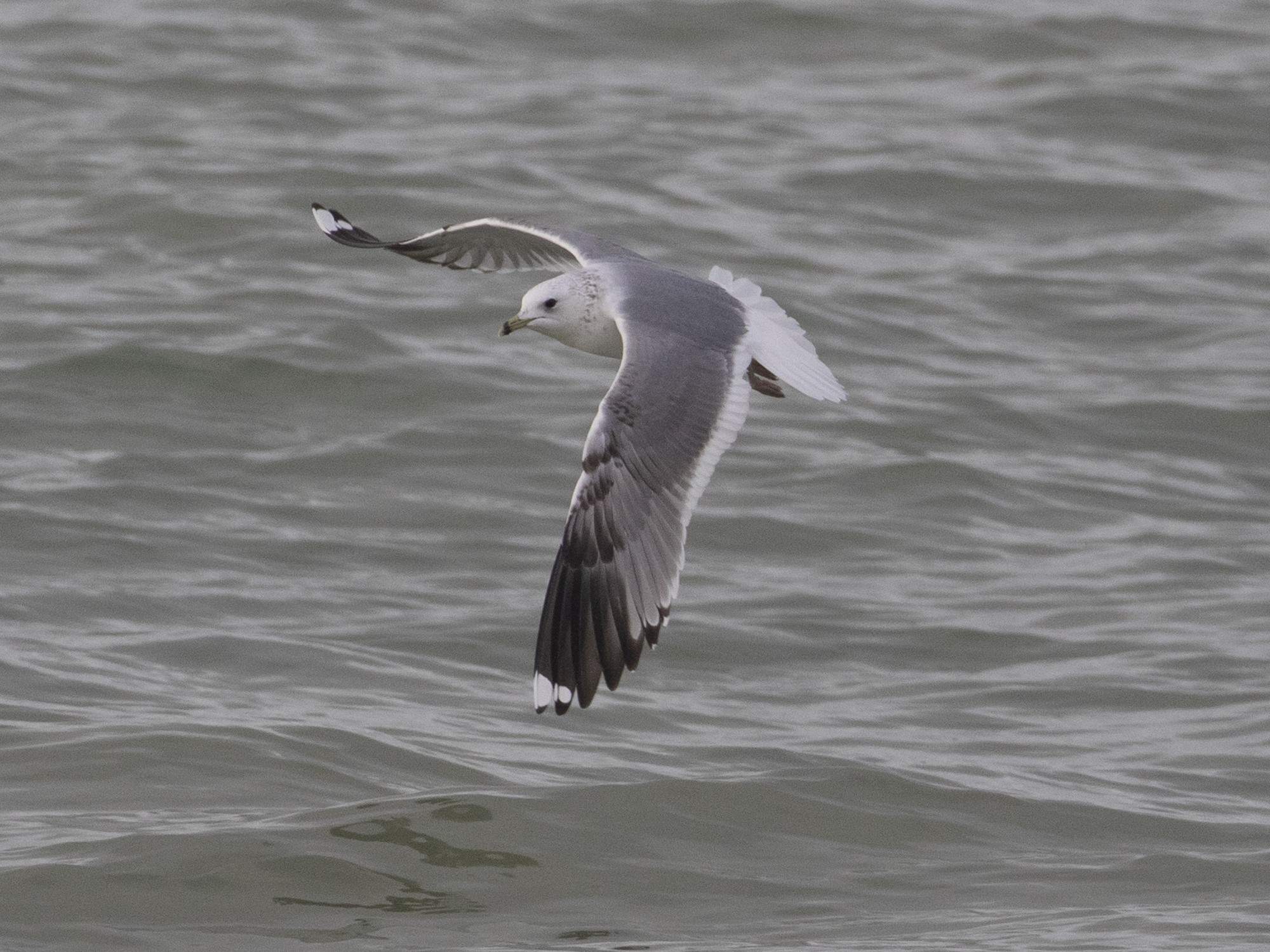 28/01/23 Russian Common Gull – PERDIX BIRDER