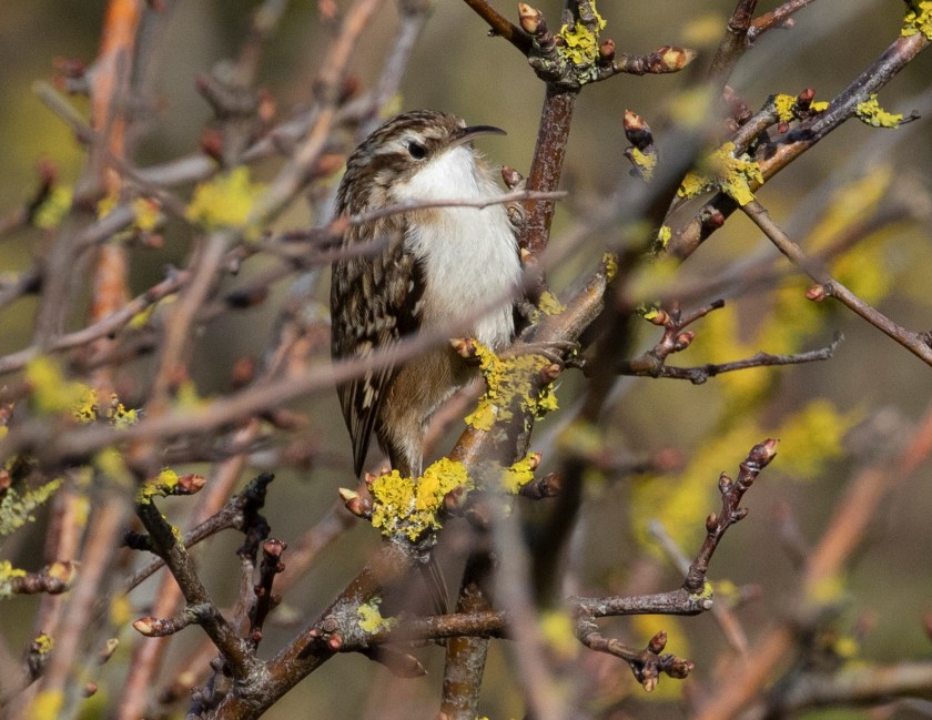 07/04/23 Short-toed Treecreeper! – PERDIX BIRDER