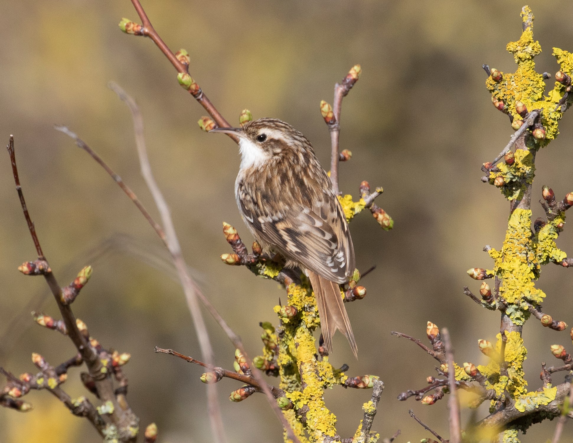07/04/23 Short-toed Treecreeper! – PERDIX BIRDER