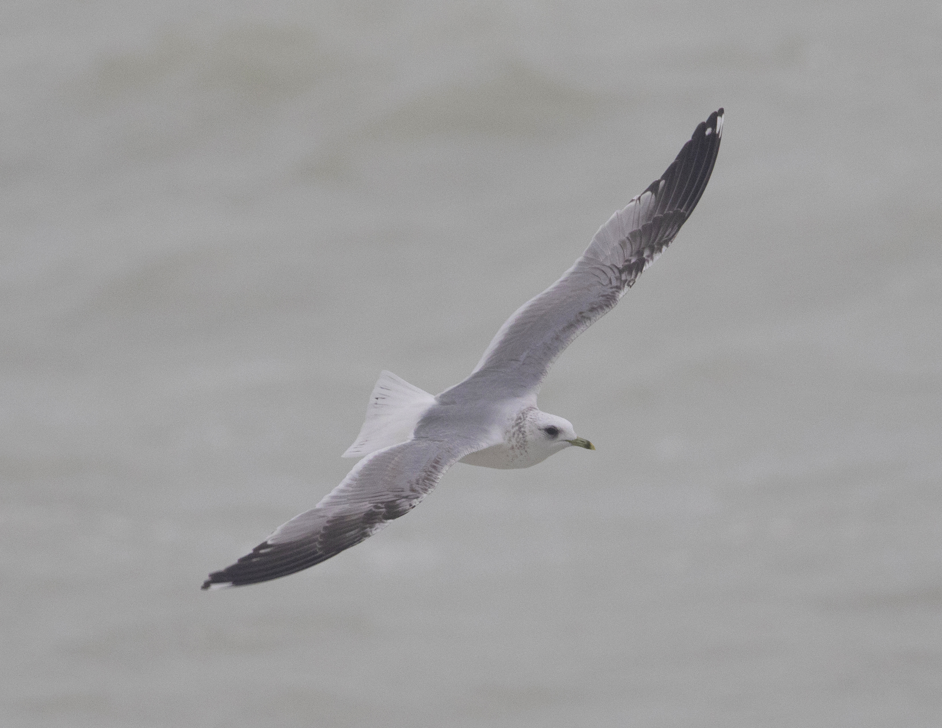 24/12/23 Russian Common Gull, larus canus heinei – PERDIX BIRDER